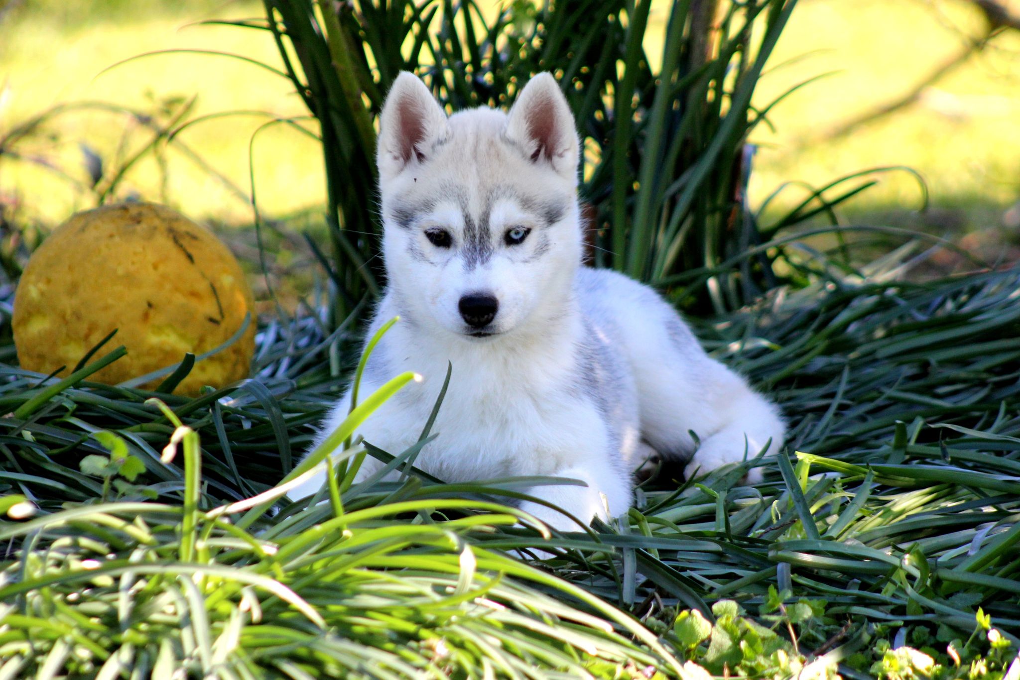 ELEVEURS RECOMMANDES par le club - Le club siberian husky France